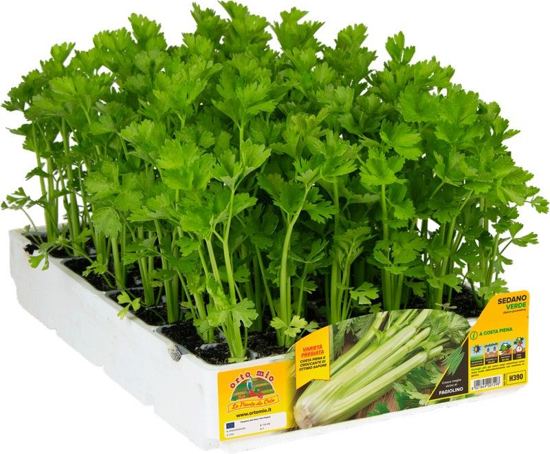 Apio Verde Darklet F1 6 Plantas En Pack — GUAL | Garden Online