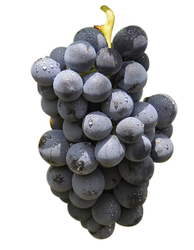 Cepa Pie Bajo - uva para vino C-19 Mazuelo 57524 Gual Home Garden ...