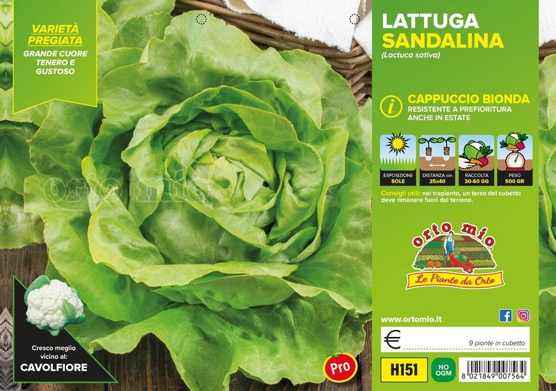 ILU. PLANTIO LECHUGA REPOLLO AMARILLA SANDALINA — GUAL | Garden Online