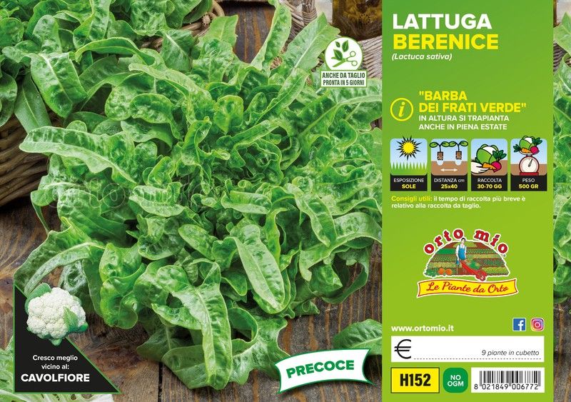 Lechuga Repollo Berenice 9 Plantas en Pack — GUAL | Garden Online