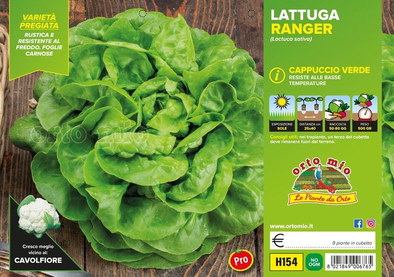 Lechuga Repollo Burana 9 Plantas en Pack — GUAL | Garden Online