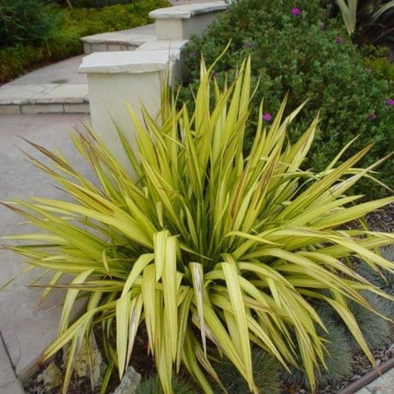 PHORNIUM YELLOW WAVE C-10 L DECO 8-12 3370 Gual Home Garden — GUAL ...