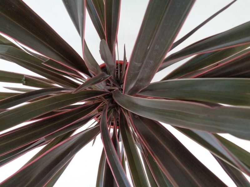 Phornium de color rosa 40/60 Gual Home Garden — GUAL | Garden Online