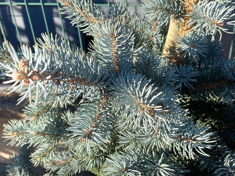 Picea pun. gla. hopsii 250/300 42517 Gual Home Garden — GUAL | Garden ...