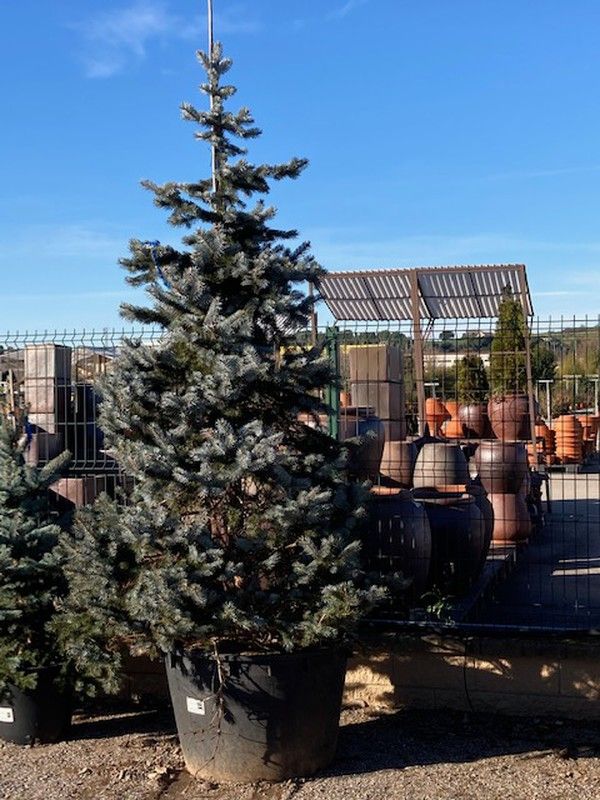 Picea pun. gla. hopsii c- 210lt 225/250 altura pais 42516 Gual Home ...
