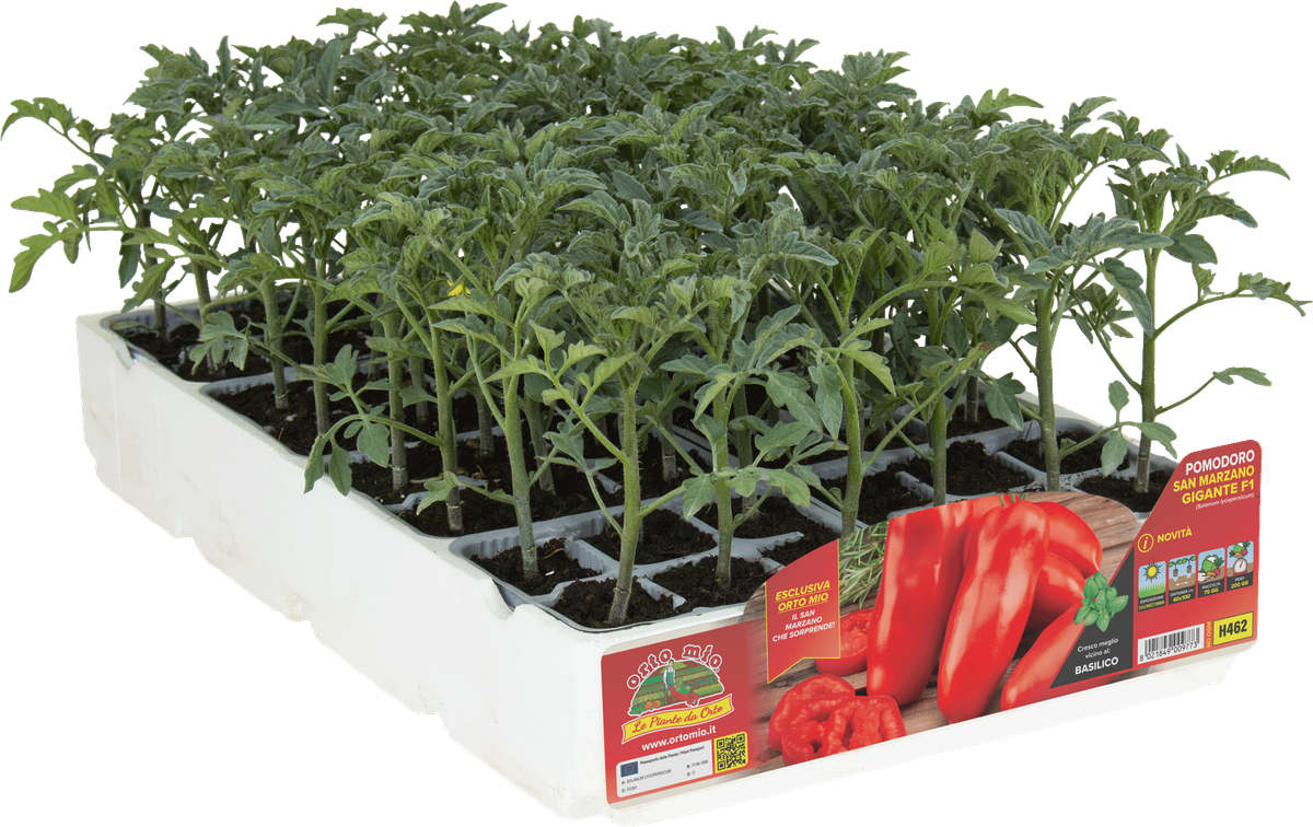 Tomate Marzano Gigante Grison 6 Plantas En Pack — GUAL | Garden Online
